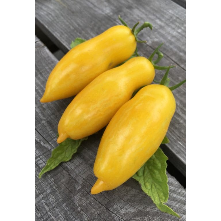 Paradižnik ‘Banana Legs’ – vrtne sadike FLANCA
