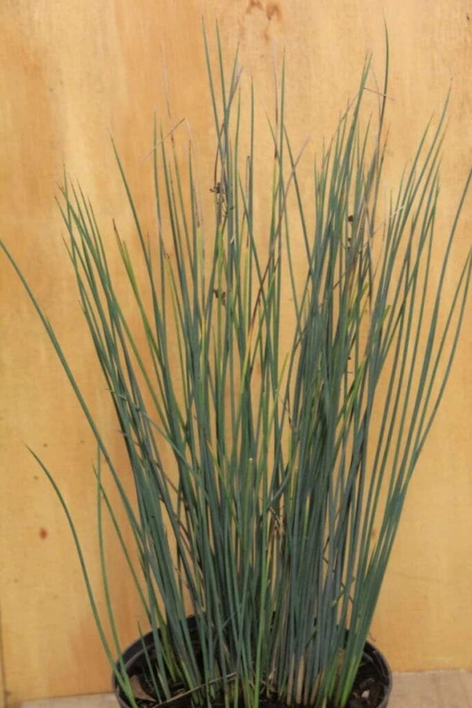 Juncus effusus ”Blue dart” – vrtne sadike FLANCA